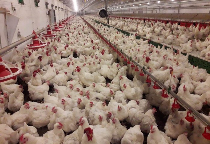 Turkmen Scientists Obtain Fertilizer From Broiler Chicken Manure | Society