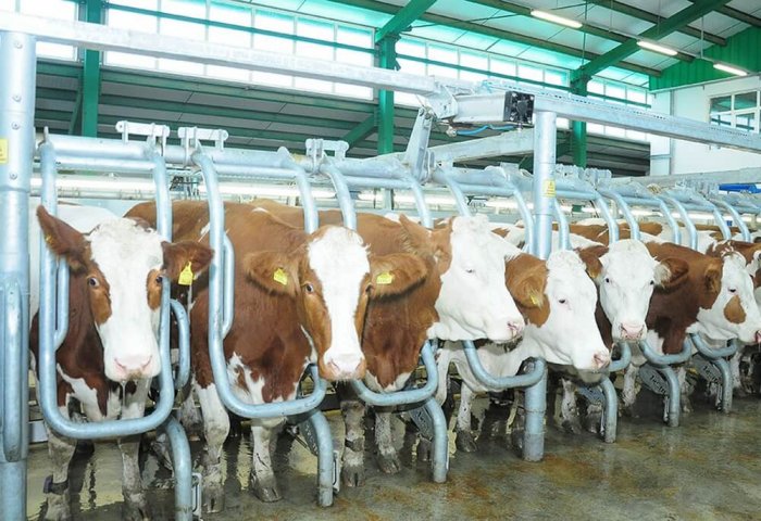 Turkmen Producer of Marbled Beef Increases Its Cattle Stock | Made in ...