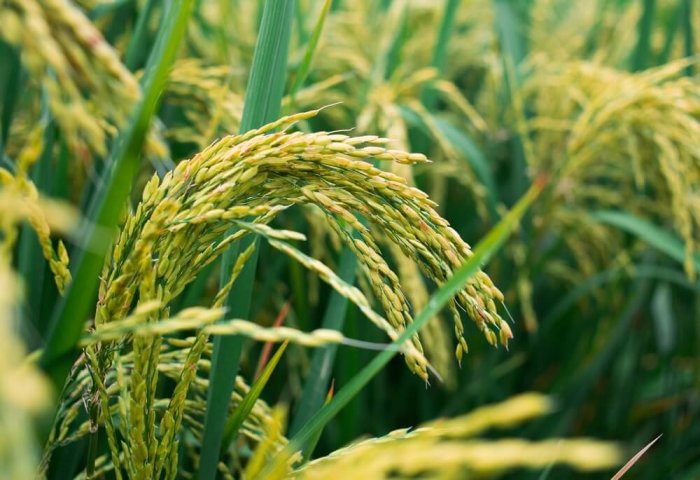 Turkmenistan Aims to Harvest 82 Thousand Tons of Rice | Agriculture