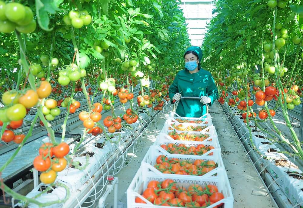 Monthly Tomato Exports of Turkmenistan’s Uly Höwes Exceed 80 Tons ...