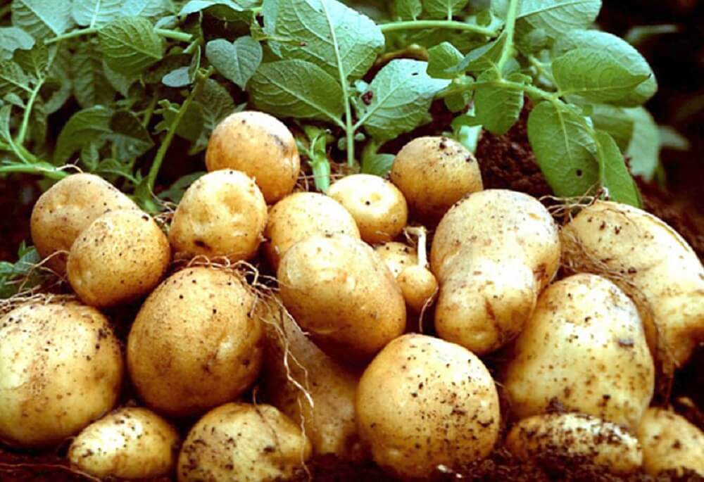 Farmers in Turkmenistan’s Lebap Velayat Harvest 89,600 Tons of Potatoes ...