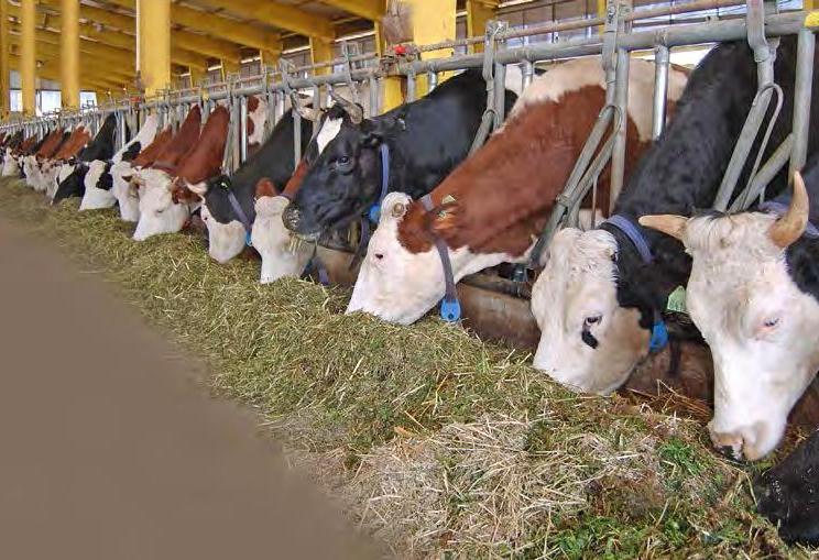 Turkmen Company Manages Its Livestock Farm Using Digital Control System ...