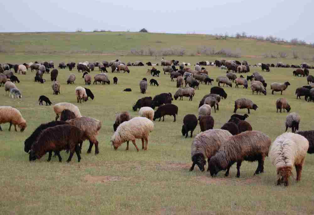 Turkmen Livestock Farmers Receive Preferential Loans | Business