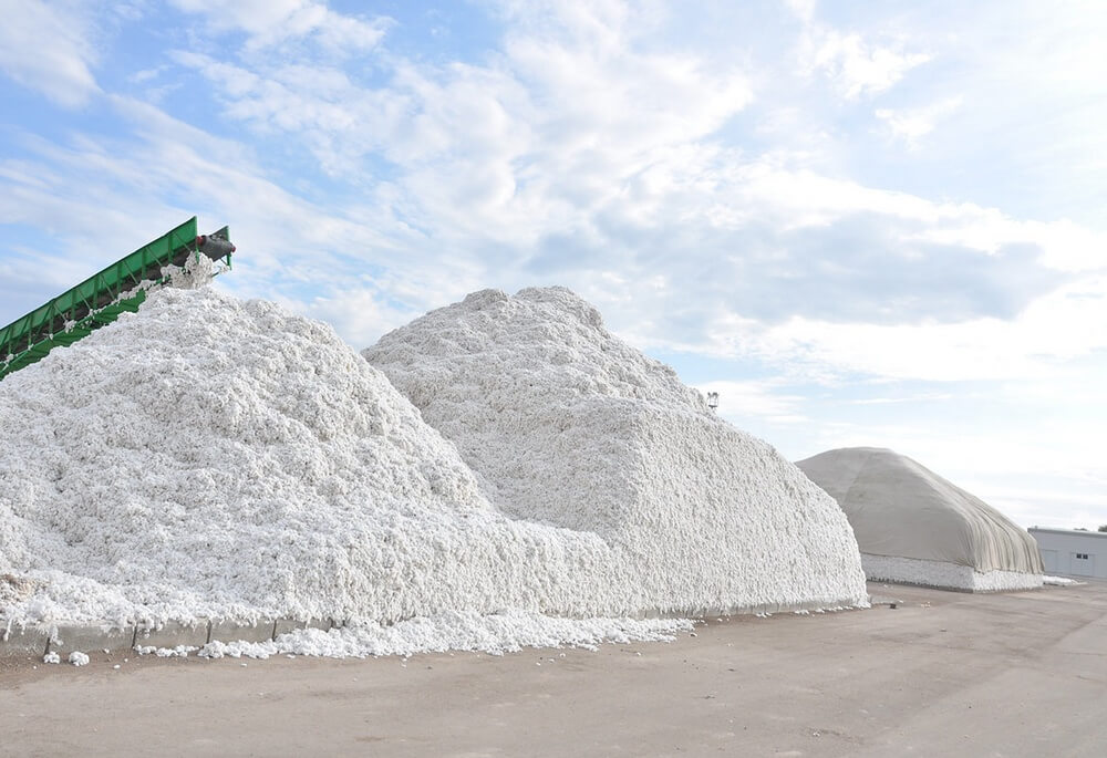 Turkmenistan Harvests 1.25 Million Tons of Cotton | Economy